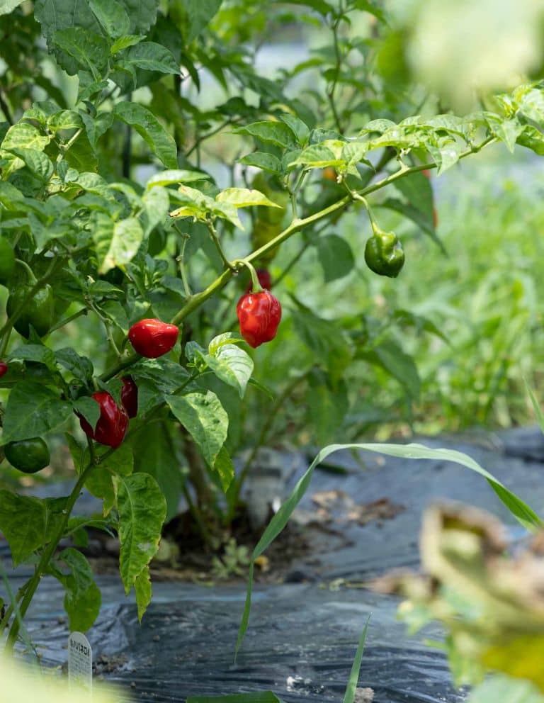 About Enowa | ENOWA YUFUIN【公式】